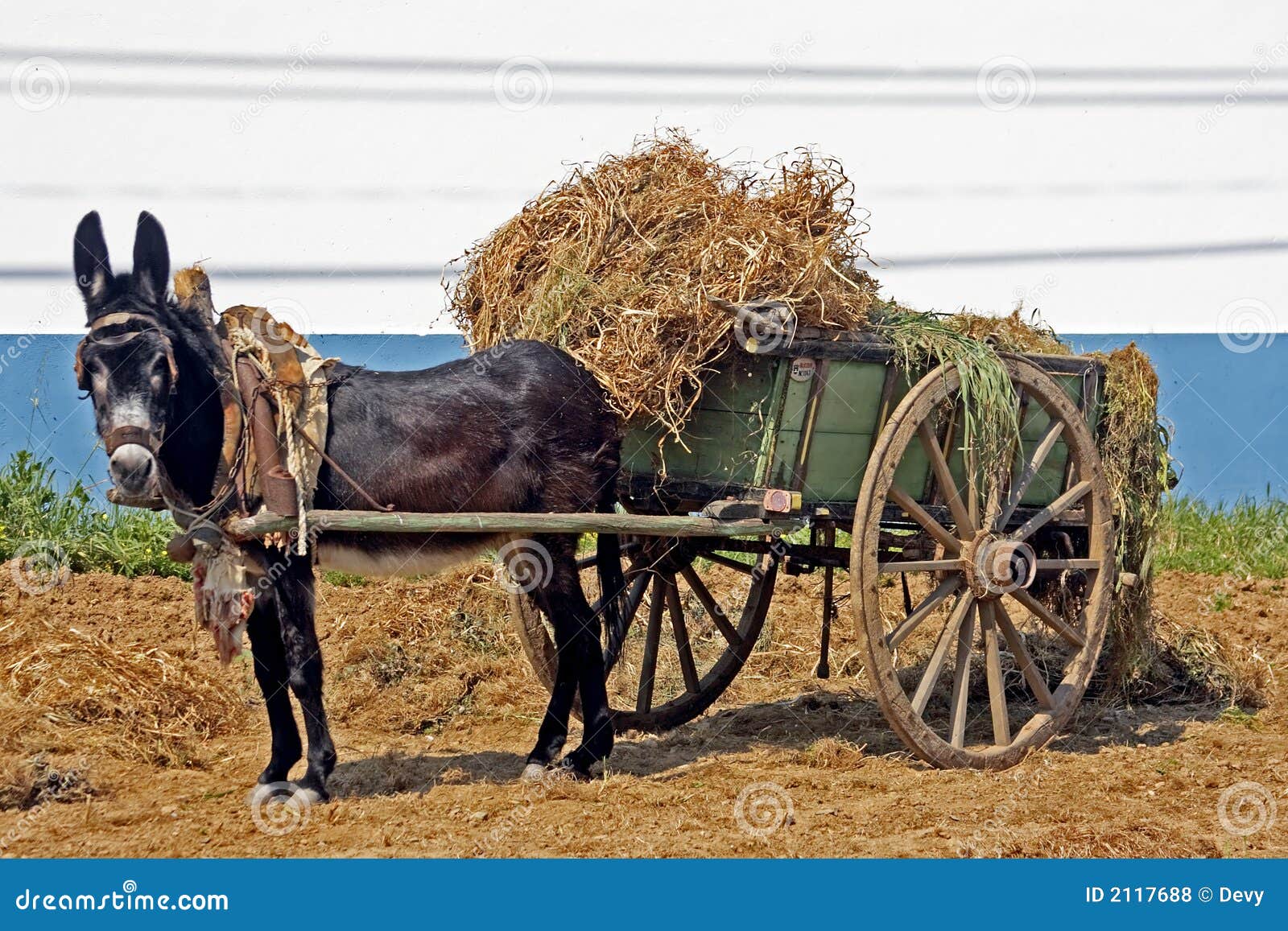 Burro wating con su carga foto de archivo. Imagen de esperar - 2117688