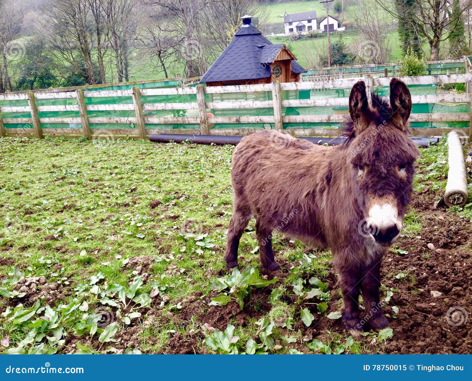 Burro Y Casa De Campo Lindos Imagen de archivo - Imagen de burro ...