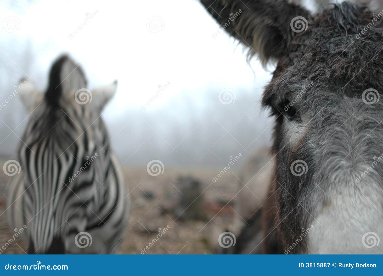 Burro y cebra imagen de archivo. Imagen de burro, diferencia - 3815887