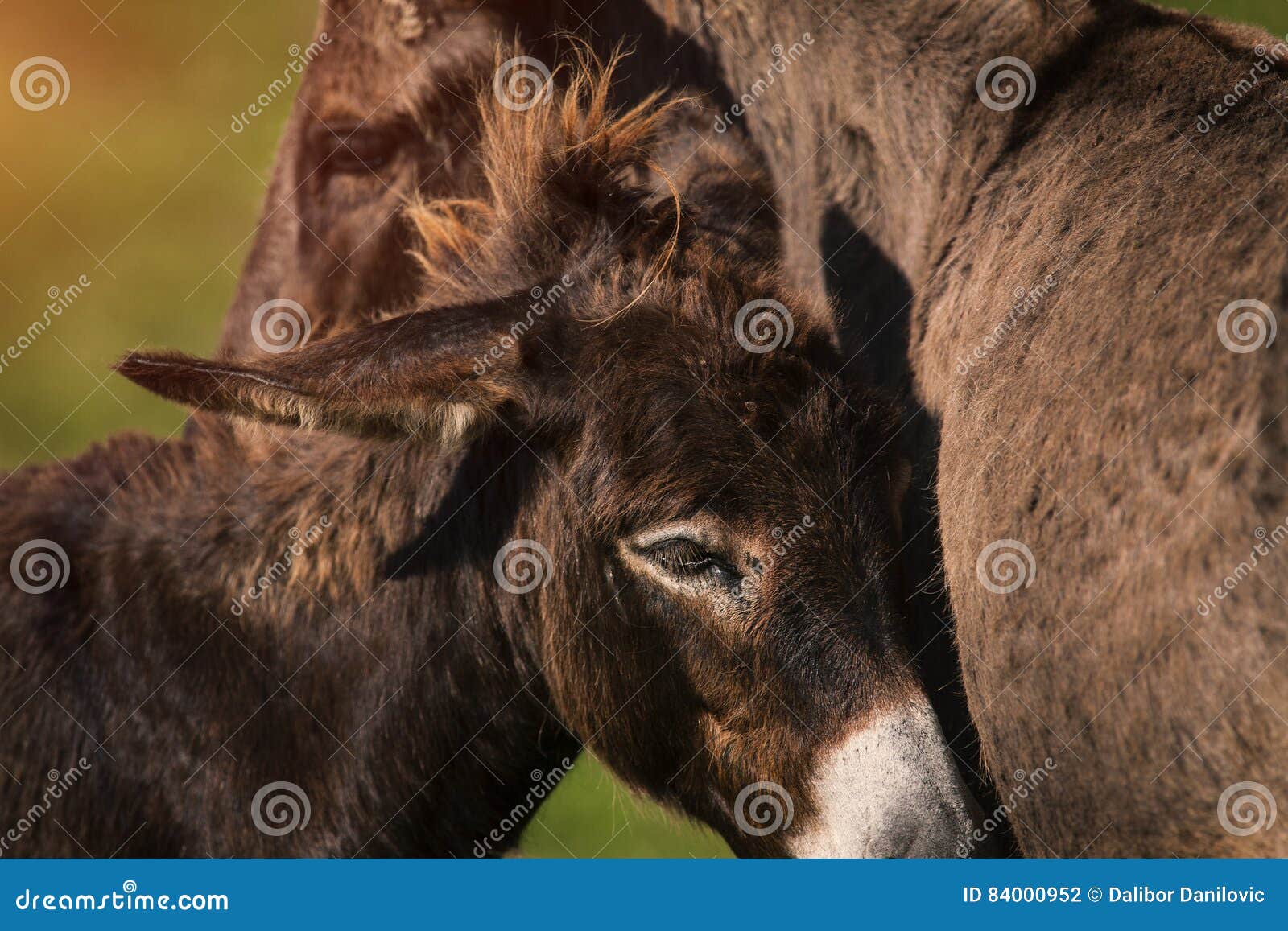 Burro y la mula foto de archivo. Imagen de escena, rural - 84000952