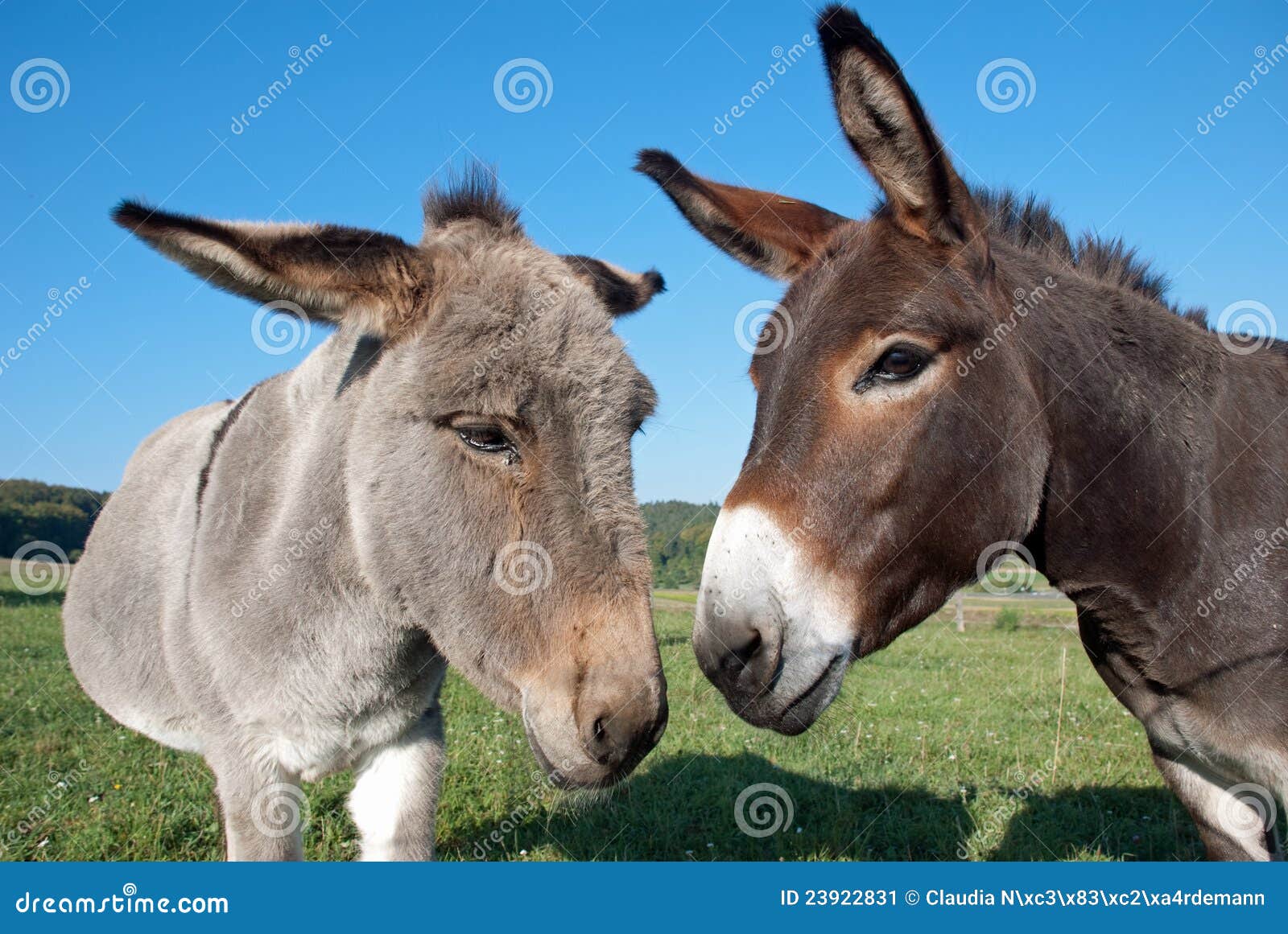 Burro y mula imagen de archivo. Imagen de casta, prado - 23922831