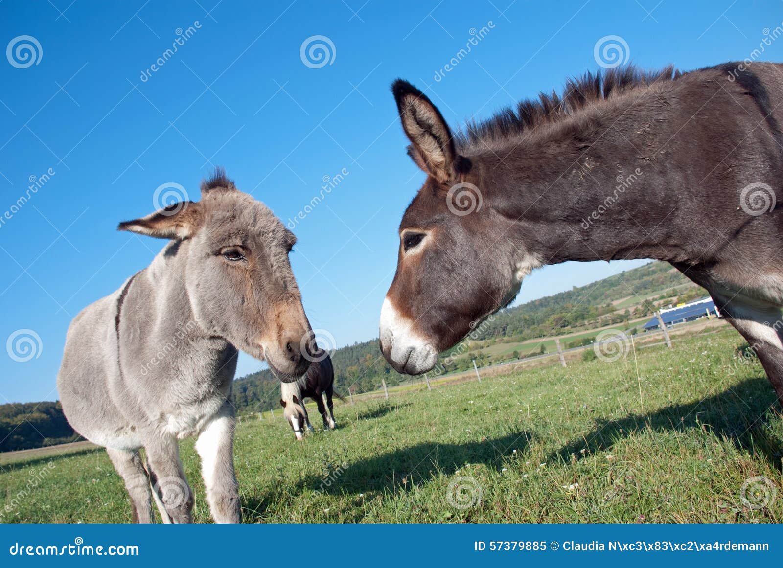 Burro y mula imagen de archivo. Imagen de casta, cara - 57379885