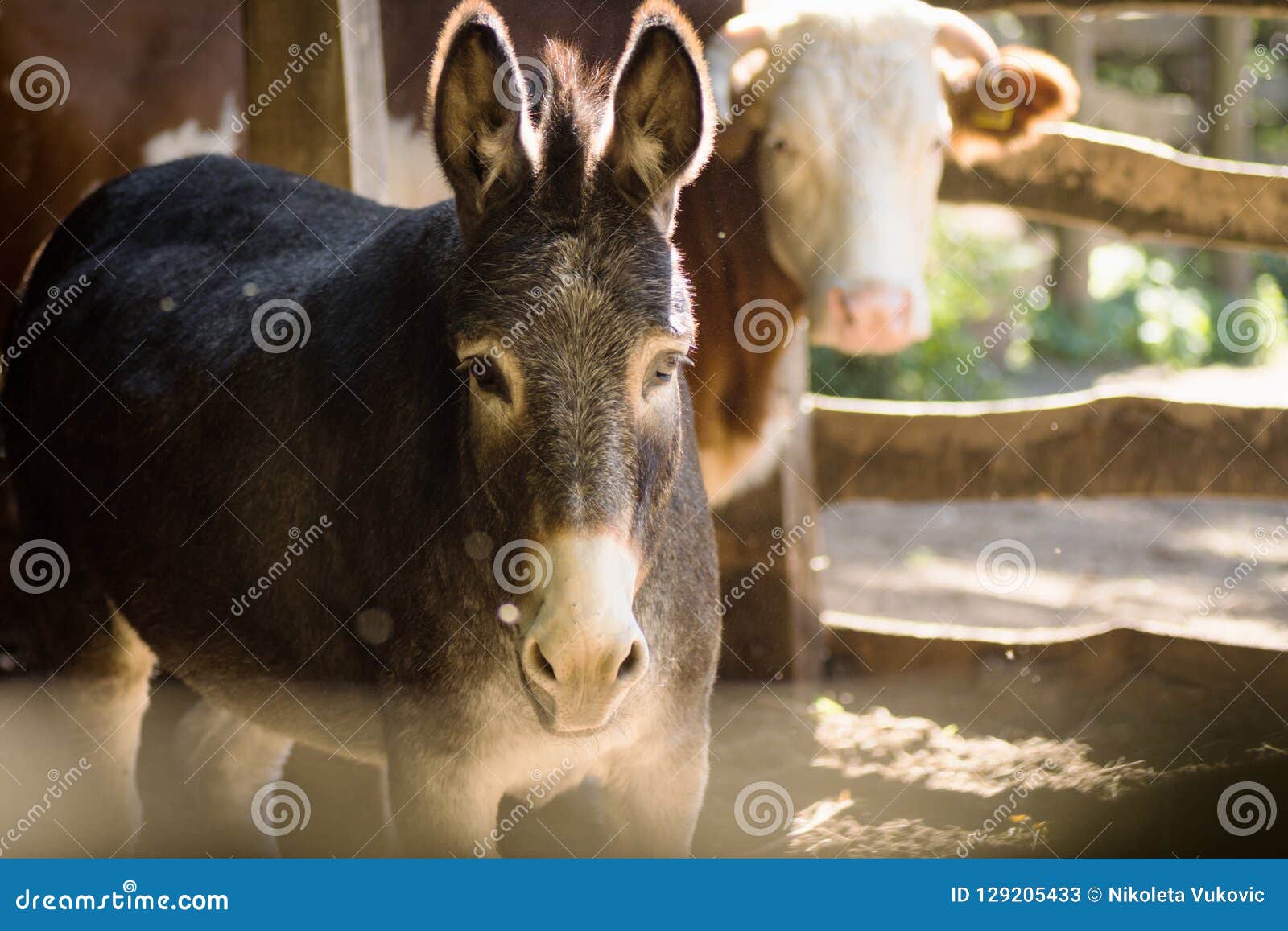 Burro y vaca imagen de archivo. Imagen de ganado, gris - 129205433