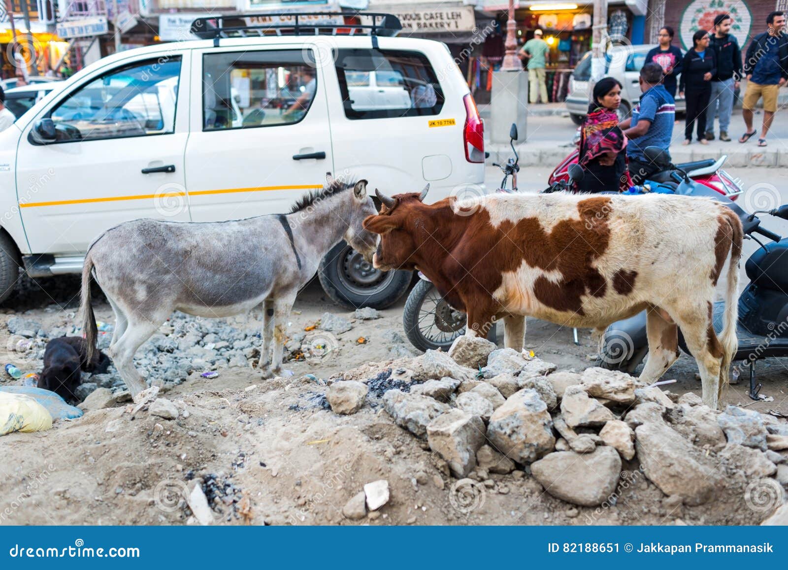 Burro y vaca en Leh Ladakh foto editorial. Imagen de calle - 82188651