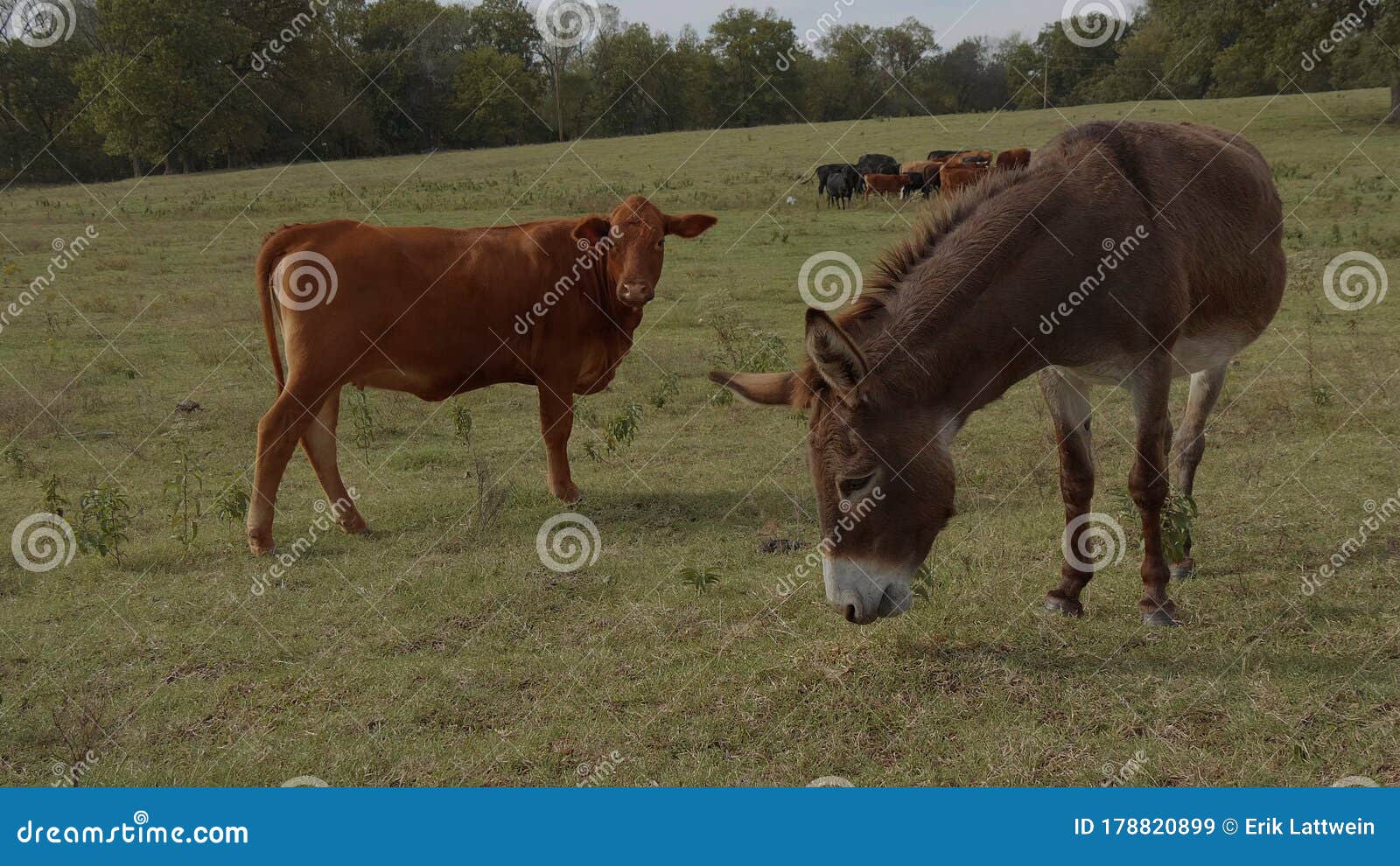 Burro y vaca en una granja imagen de archivo. Imagen de heno - 178820899