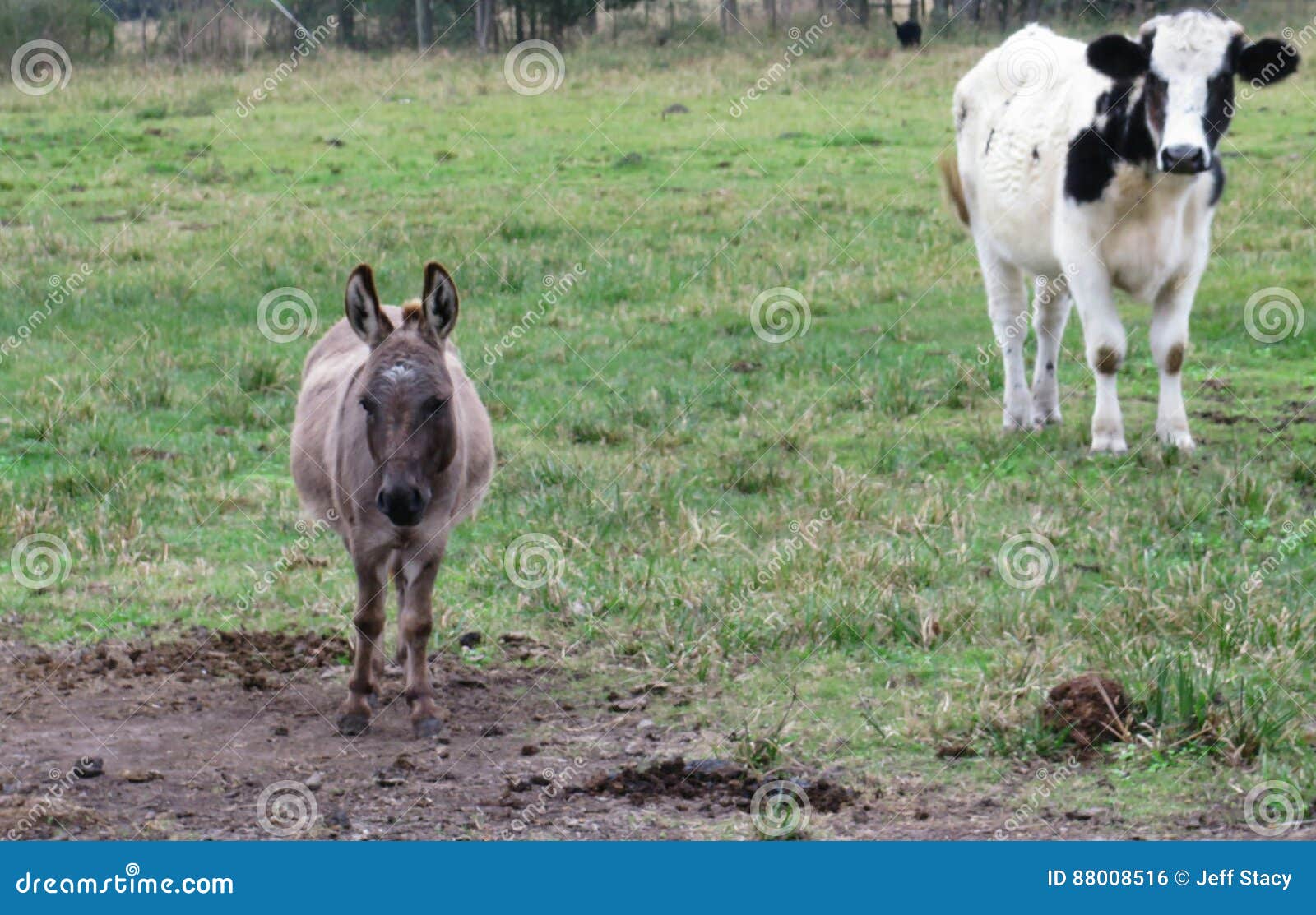 Burro y vaca lechera foto de archivo. Imagen de animales - 88008516