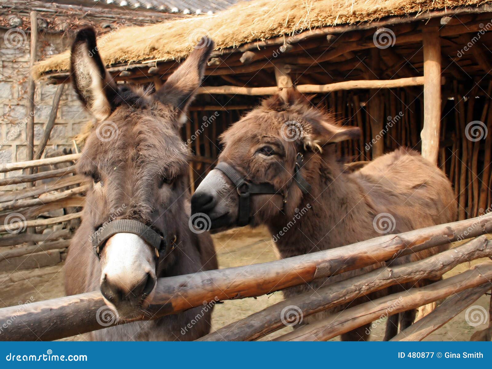Burros imagen de archivo. Imagen de mula, campo, olor, criatura - 480877