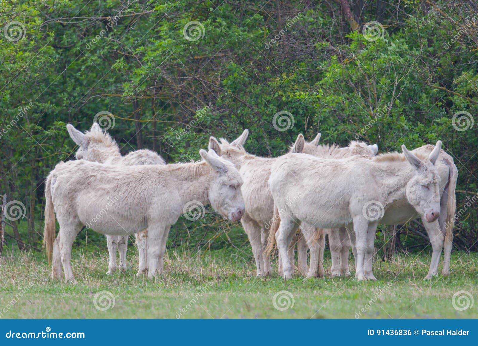 Burros Blancos Que Se Colocan En Prado Foto de archivo - Imagen de ...