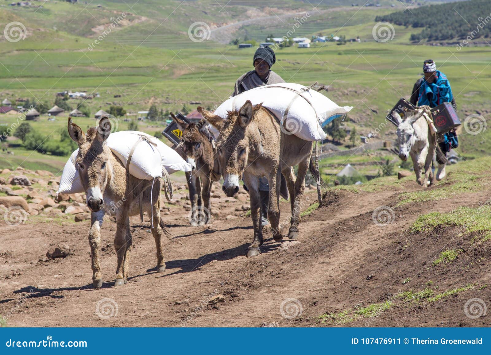 Burros Camino De Su Casa Con Su Carga Foto editorial - Imagen de carga ...