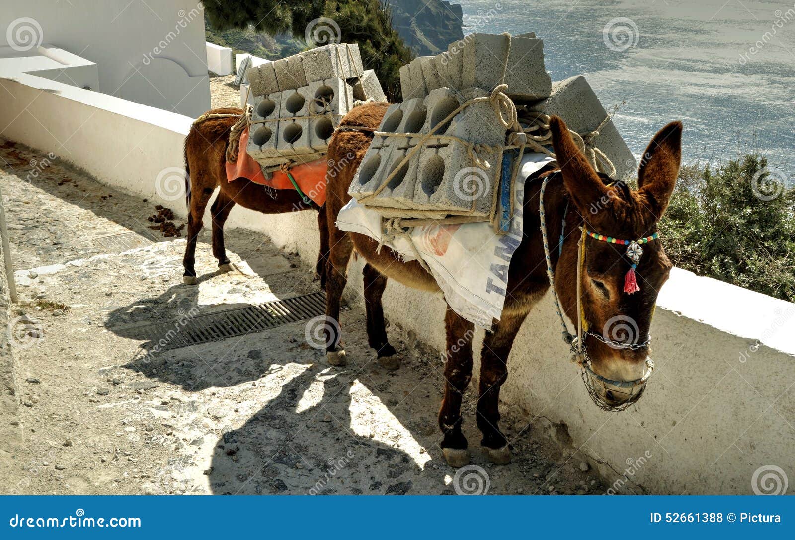 Burros Cargados Con Los Bloques De Cemento Foto de archivo - Imagen de ...