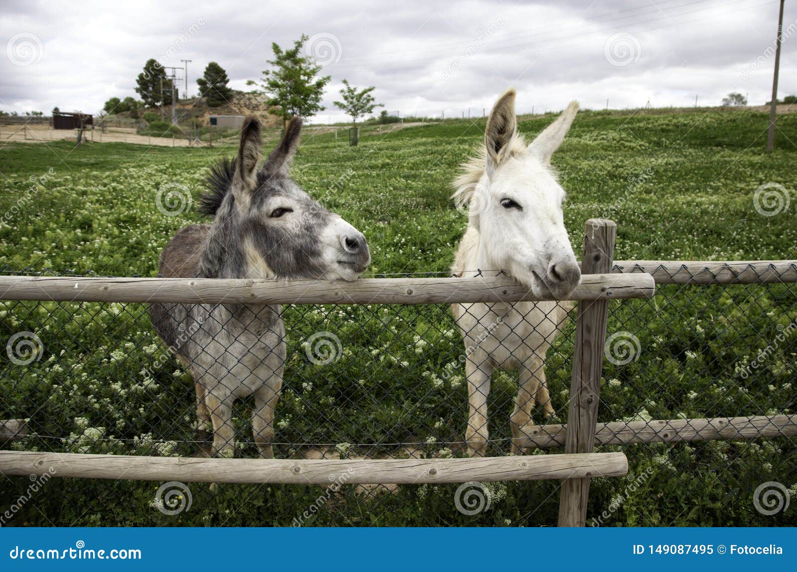 Burros en granja imagen de archivo. Imagen de exterior - 149087495