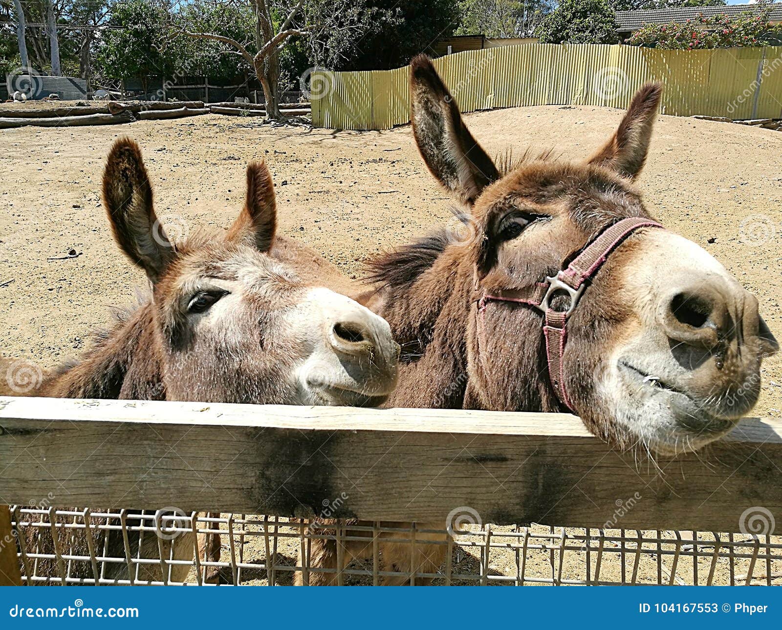 Burros en una granja imagen de archivo. Imagen de granja - 104167553