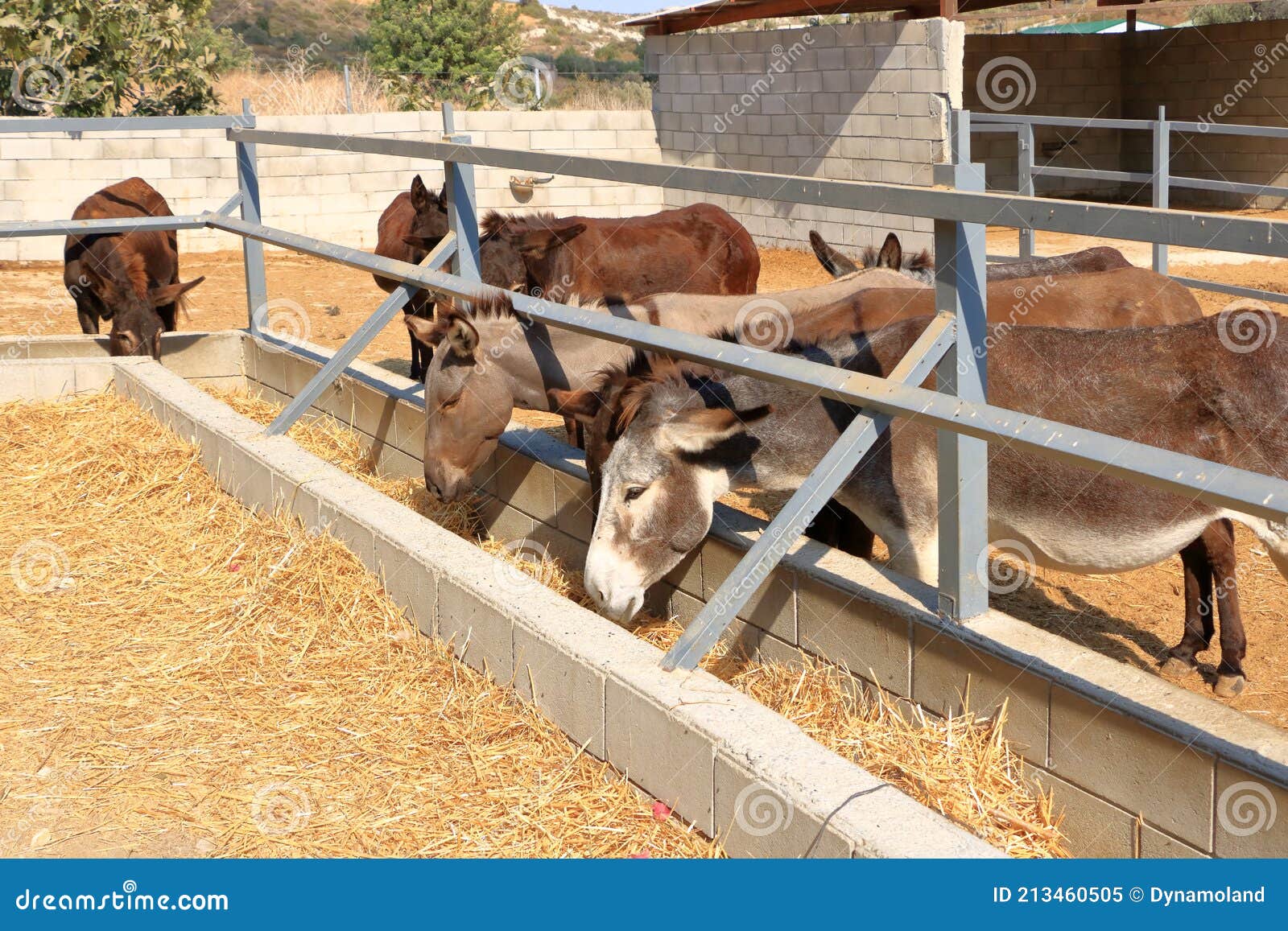 Burros En Una Granja De Burros Imagen de archivo - Imagen de pasto ...