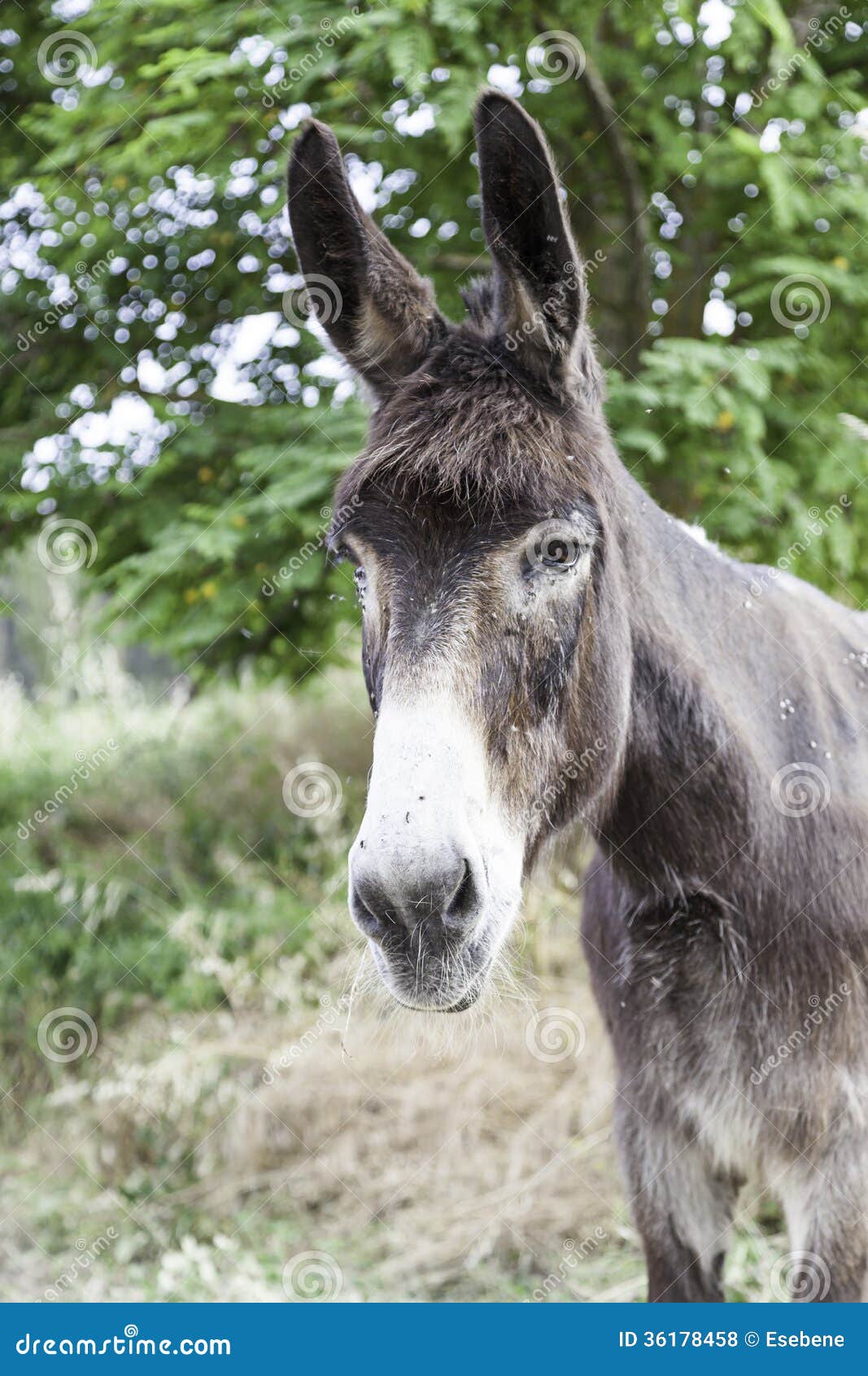 Burros españoles foto de archivo. Imagen de hierba, ganados - 36178458