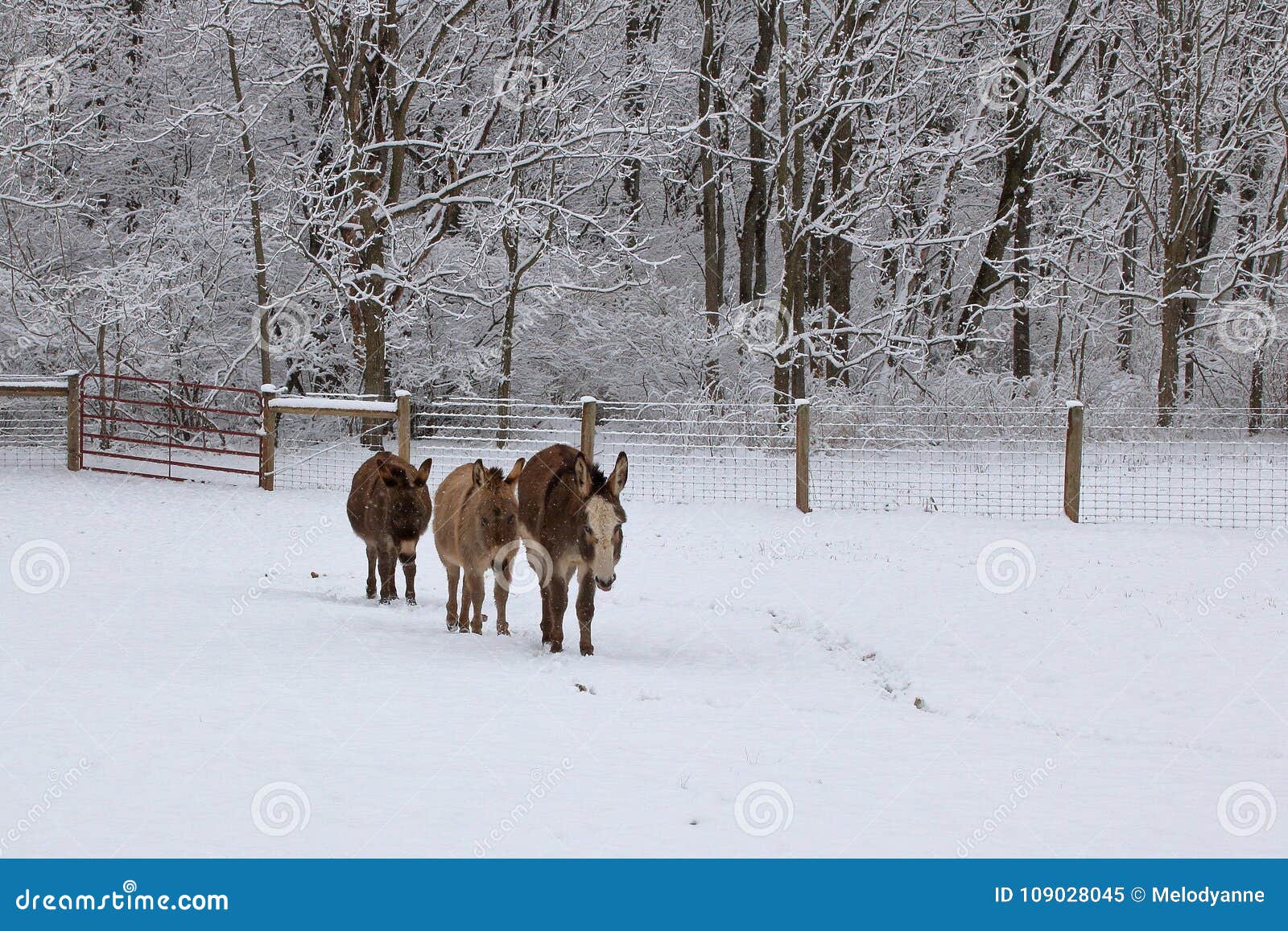 Burros Miniatura En El Pasto Nevado Imagen de archivo - Imagen de ...