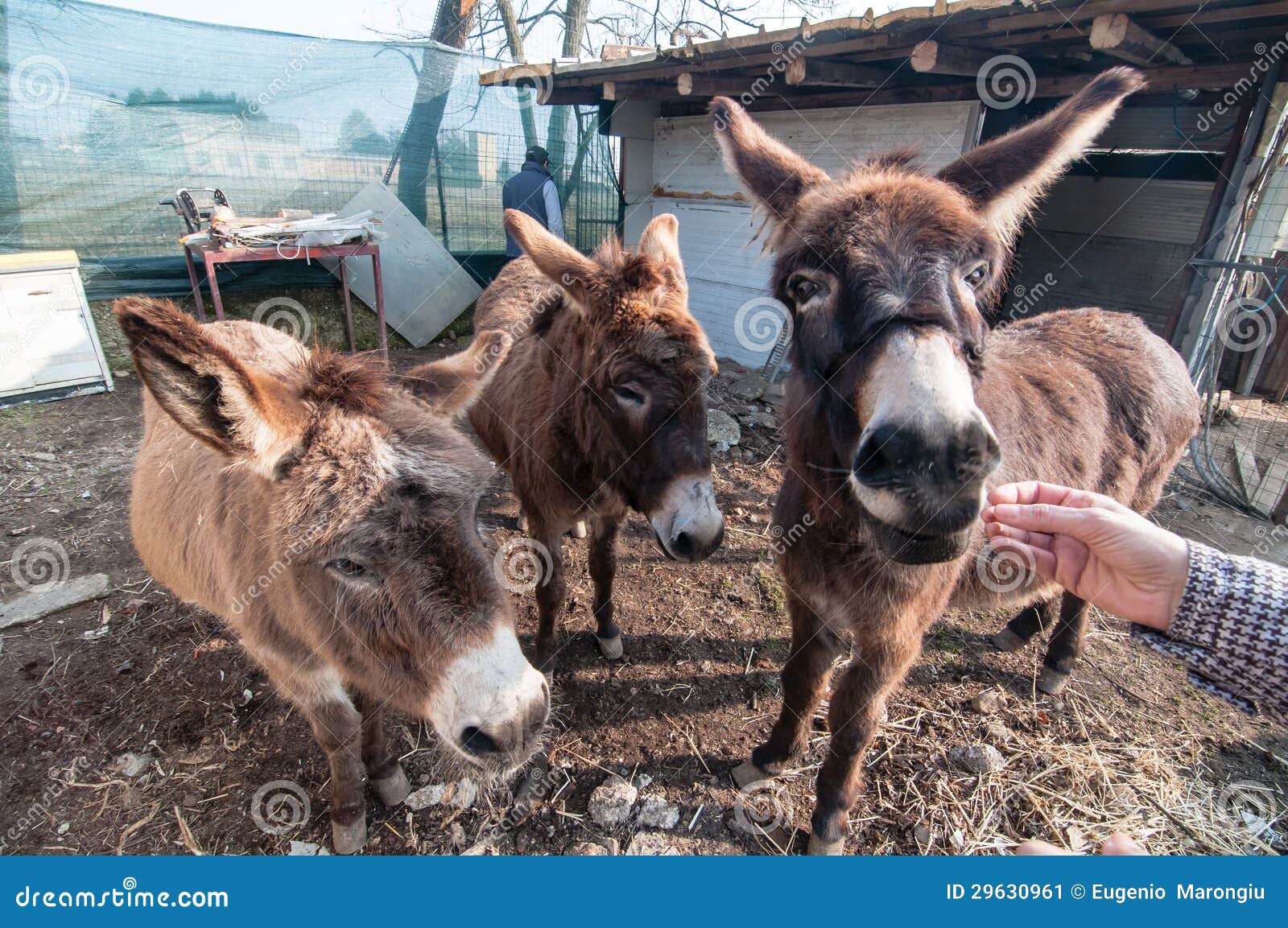 Burros Que Comen En La Granja Imagen de archivo - Imagen de cubo ...