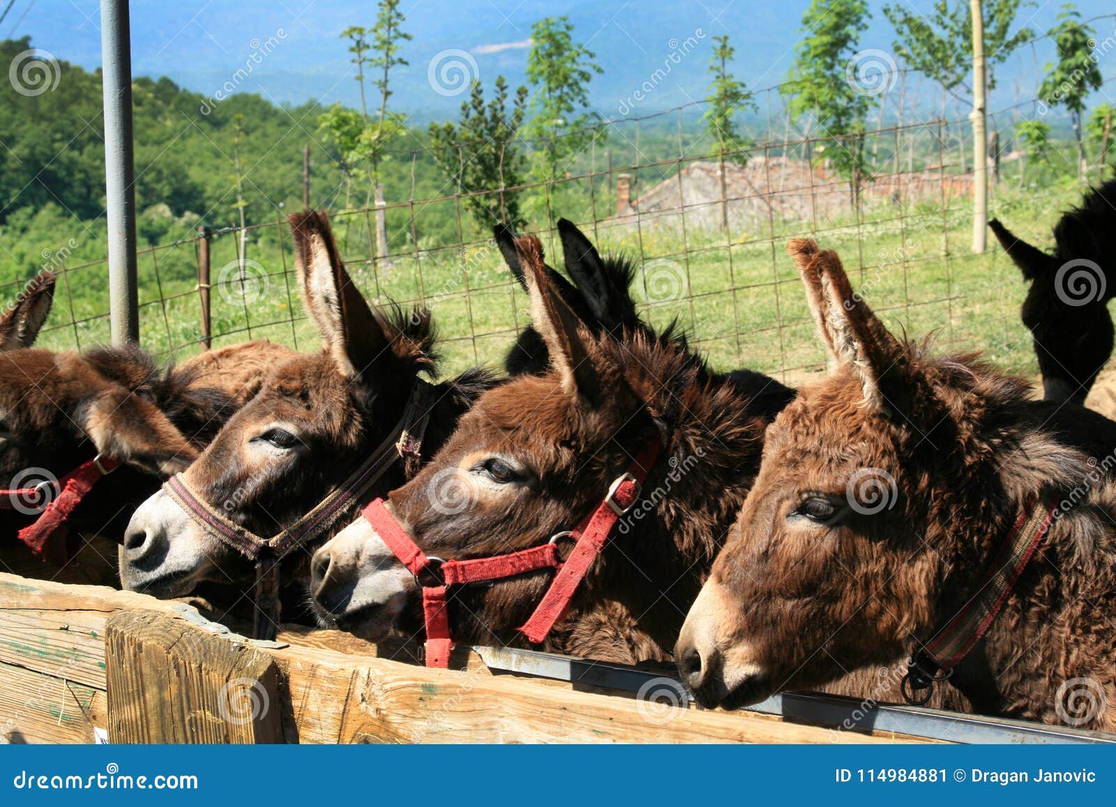 Burros Que Esperan La Comida Imagen de archivo - Imagen de alimento ...