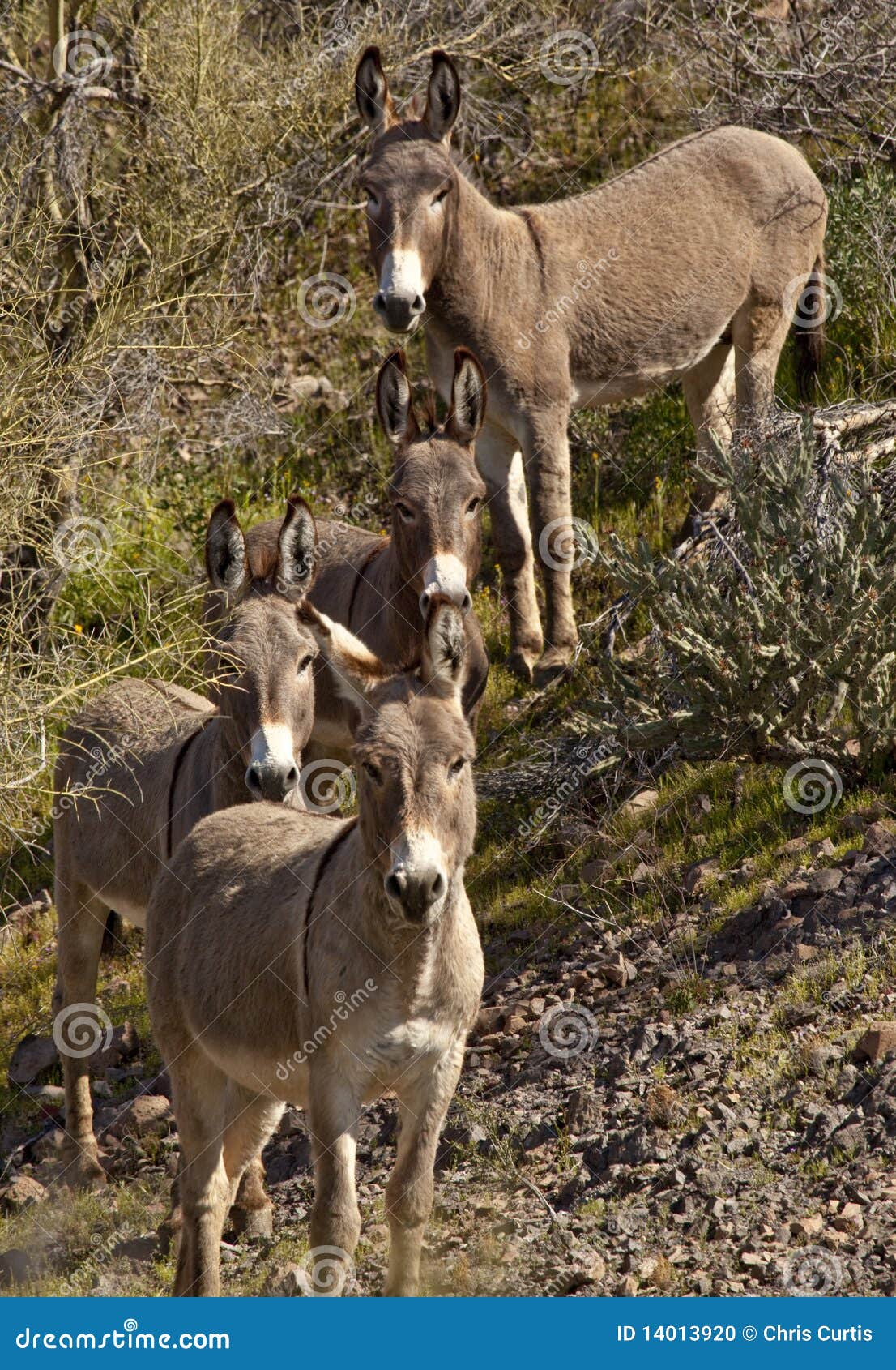 Burros salvajes en Arizona foto de archivo. Imagen de fauna - 14013920