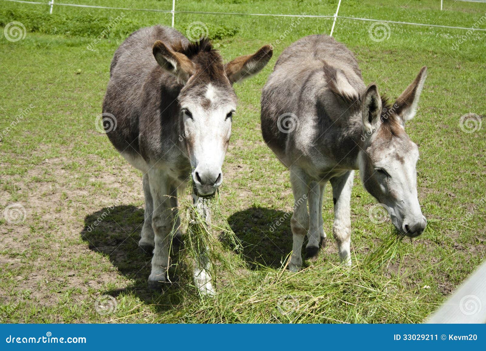 Burros Viejos Que Comen La Hierba Imagen de archivo - Imagen de burros ...