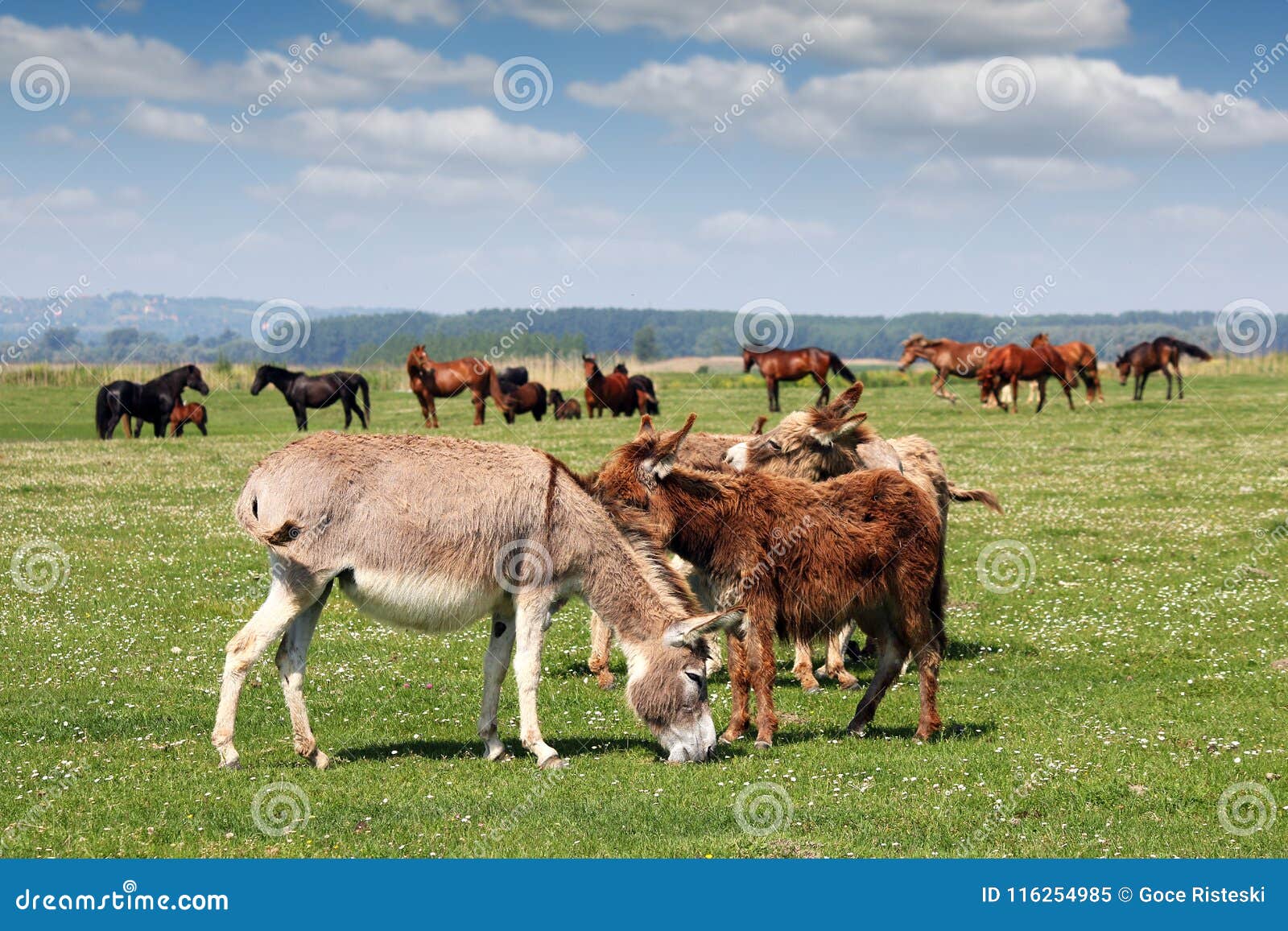 Burros y caballos imagen de archivo. Imagen de granja - 116254985