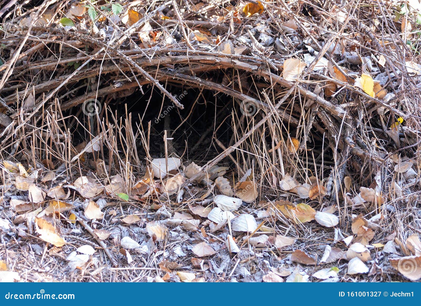 Burrow of desert fox deep stock image. Image of desert - 161001327