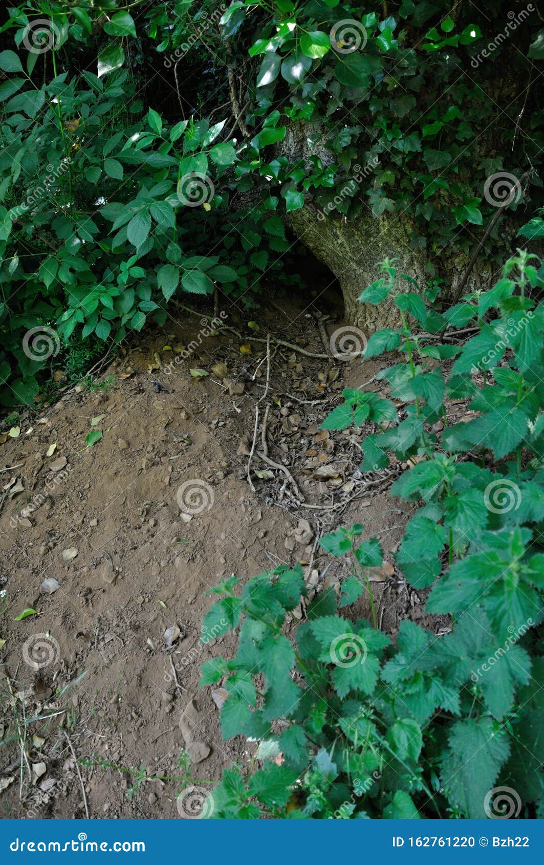 Burrow Entrance of a Badger Stock Photo - Image of outdoors, terrain ...