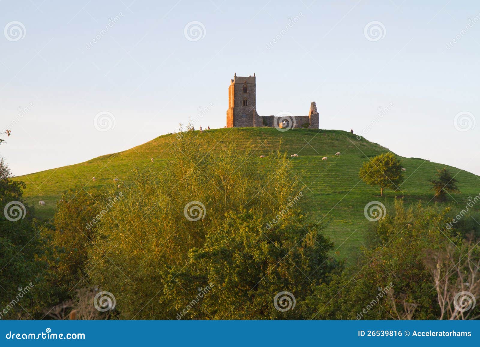 Burrow Mump Somerset stock photo. Image of lambs, levels - 26539816