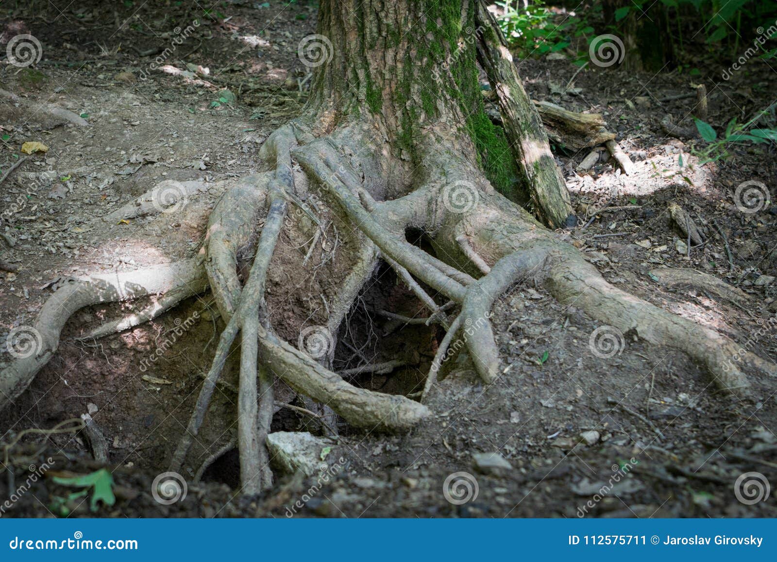Burrow in tree roots stock image. Image of wildlife - 112575711