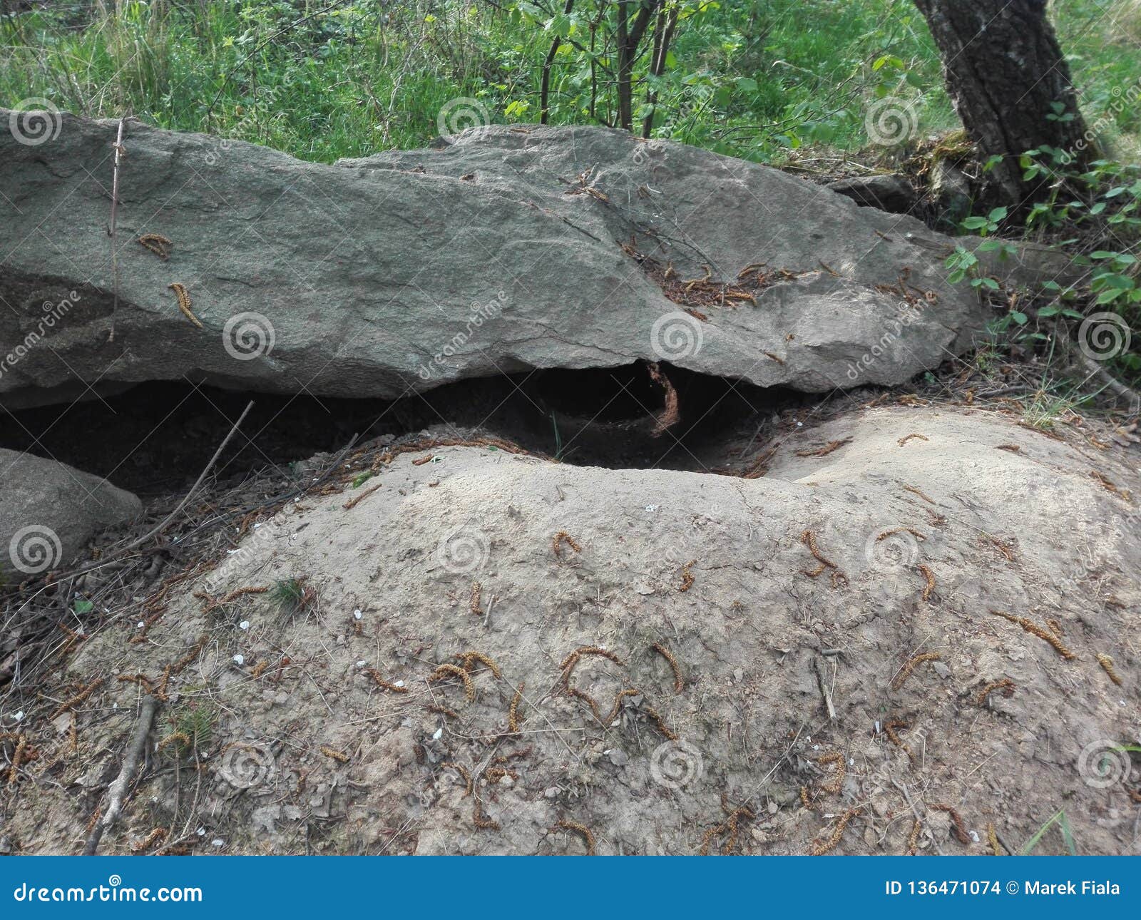 Burrow stock photo. Image of hole, animal, nature, tree - 136471074