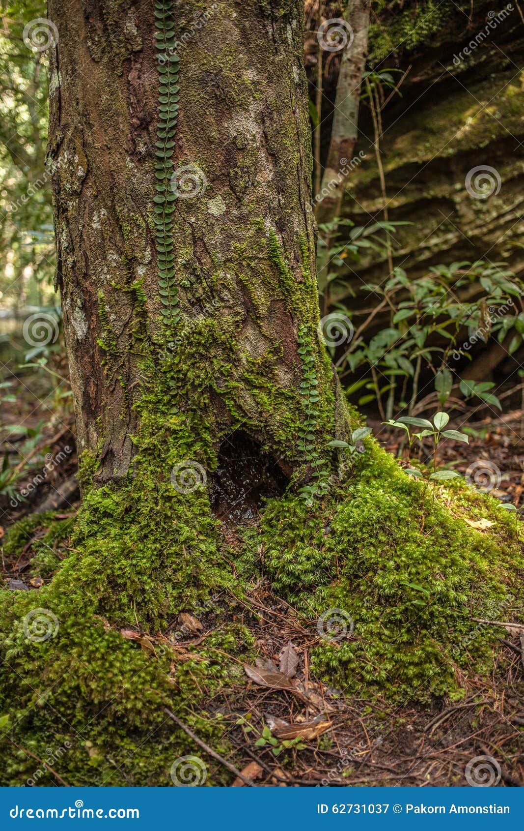 Burrow of tree stub stock image. Image of tree, leaf - 62731037