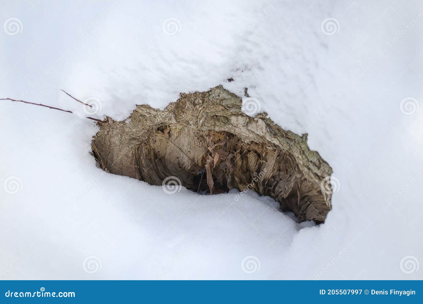 Among the Snow in Winter a Hole Under a Tree Stock Image - Image of ...