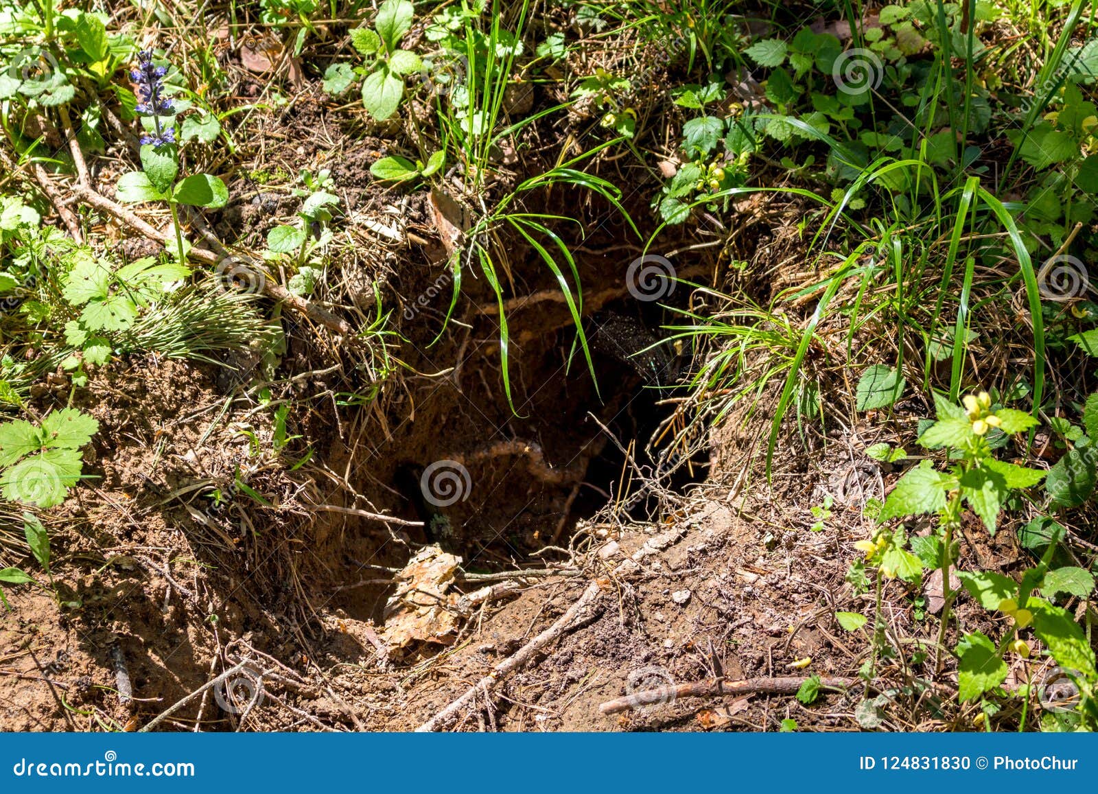 Burrow of a wild animal stock photo. Image of wild, forest - 124831830