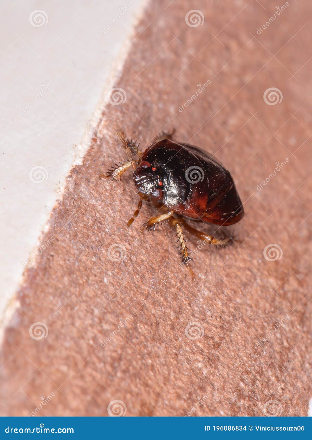 Burrowing Bug stock photo. Image of outdoor, bicolor - 196086834