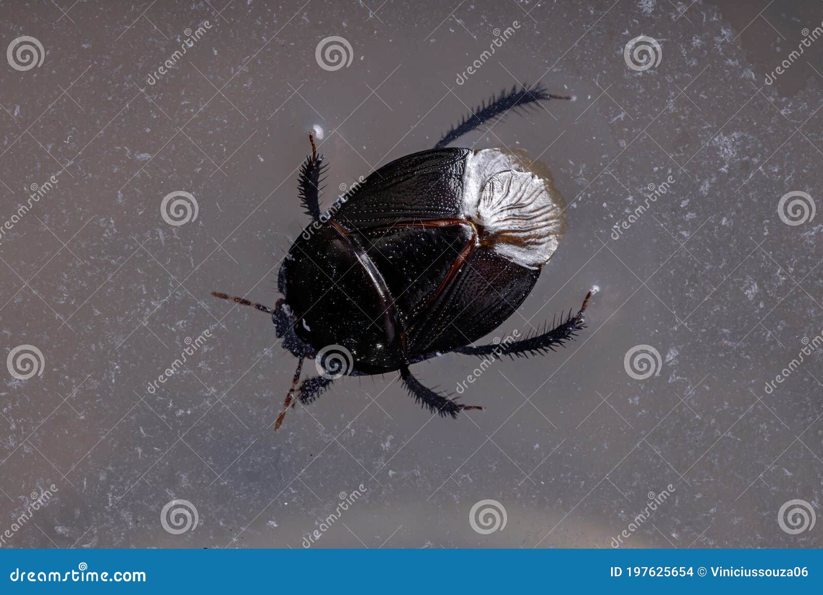 Burrowing Bug stock photo. Image of animals, detail - 197625654