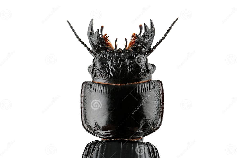 Burrowing ground beetle stock image. Image of mandibles - 5394467