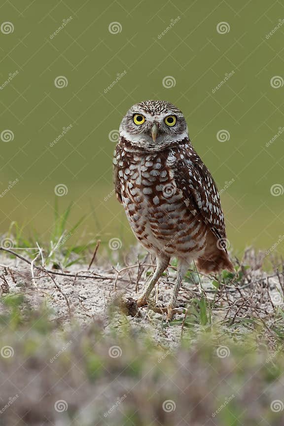 Burrowing Owl stock image. Image of nature, predator - 13967023