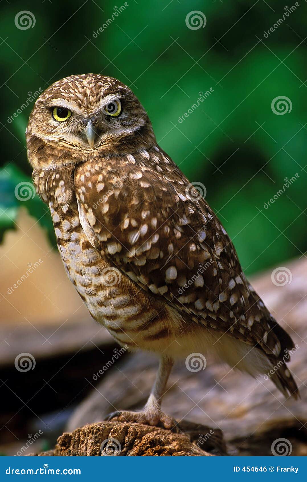 Burrowing Owl stock photo. Image of watch, carnivore, desert - 454646