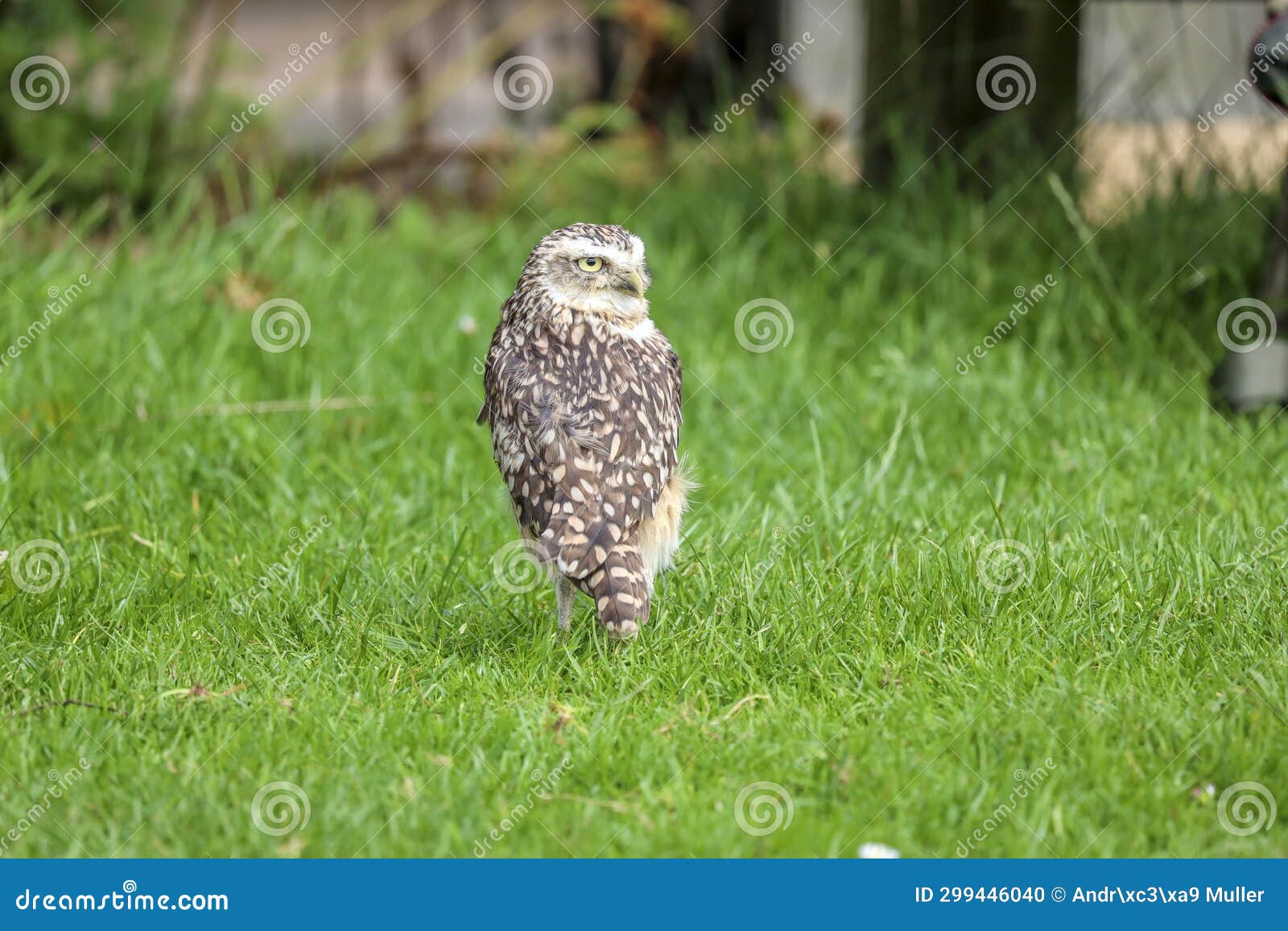 The Burrowing Owl (Athene Cunicularia) Also Called the Shoco during ...