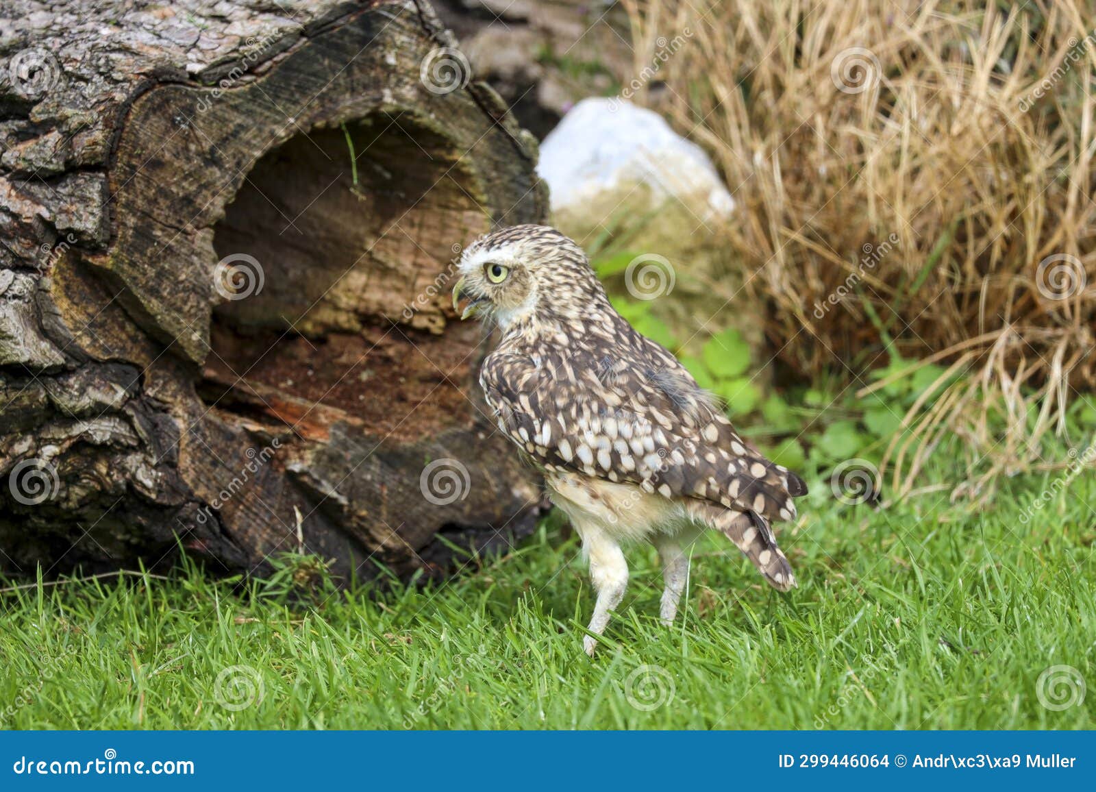 The Burrowing Owl (Athene Cunicularia) Also Called the Shoco during ...