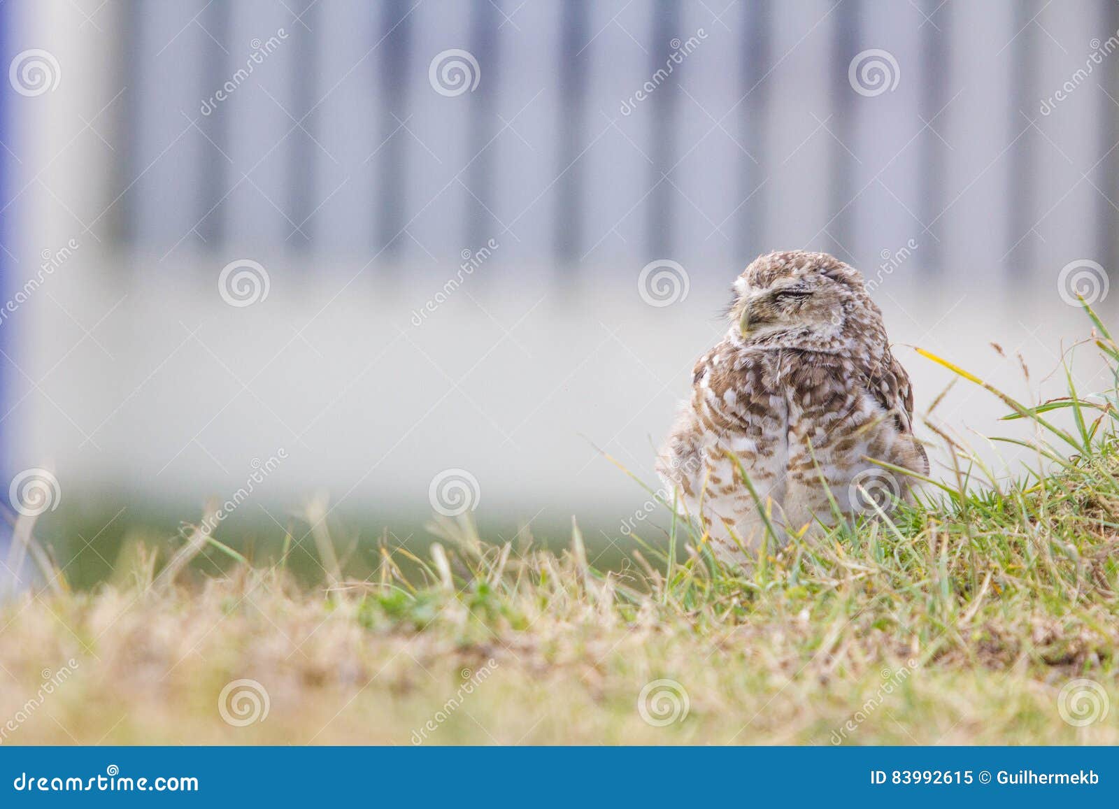 Burrowing Owl Athene Cunicularia Cub. Stock Image - Image of juvenile ...