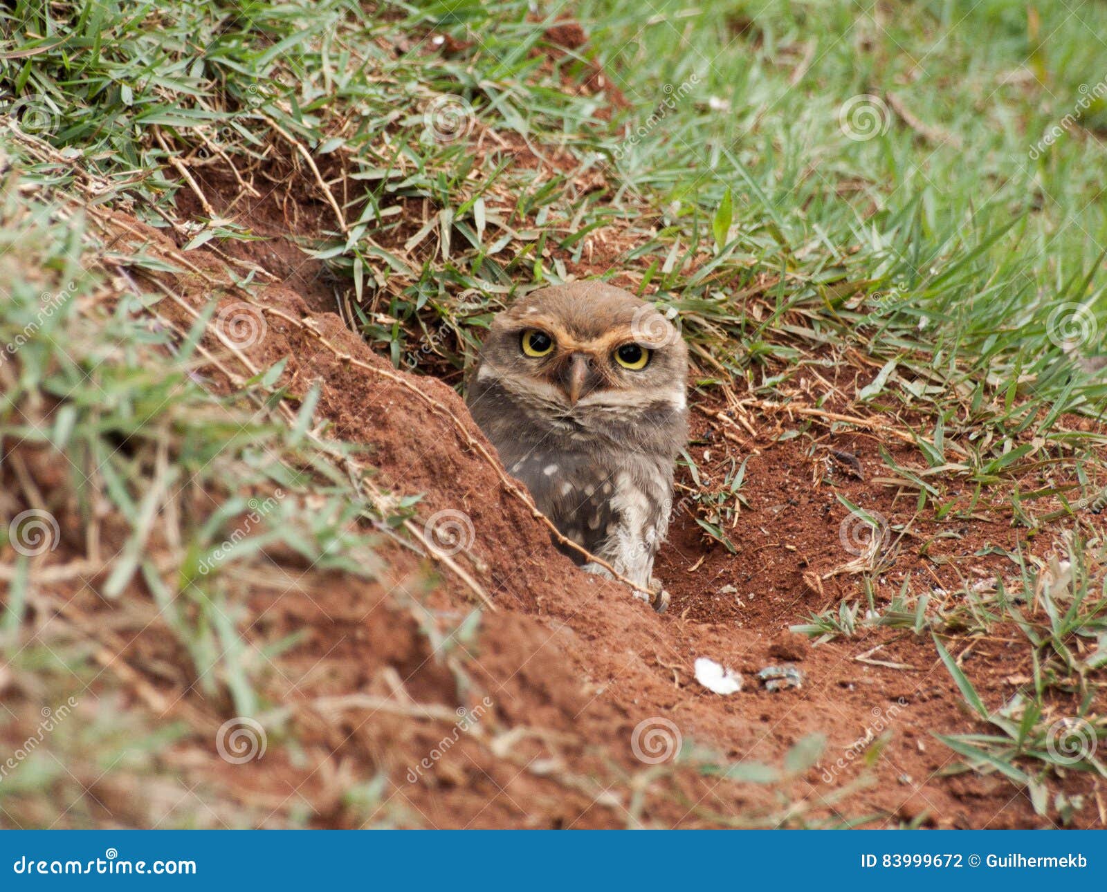 Burrowing Owl Athene Cunicularia Cub. Stock Photo - Image of baby ...