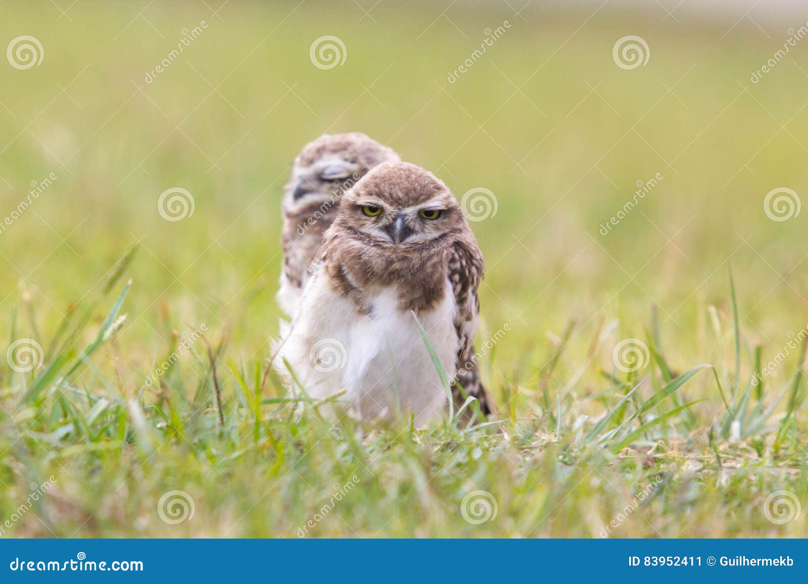 Burrowing Owl Athene Cunicularia Cubs Stock Image - Image of standing ...