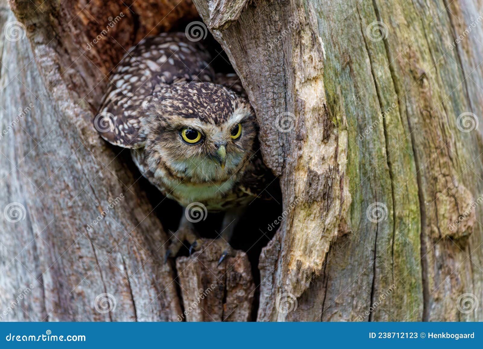 Burrowing Owl in a hole stock image. Image of burrowing - 238712123