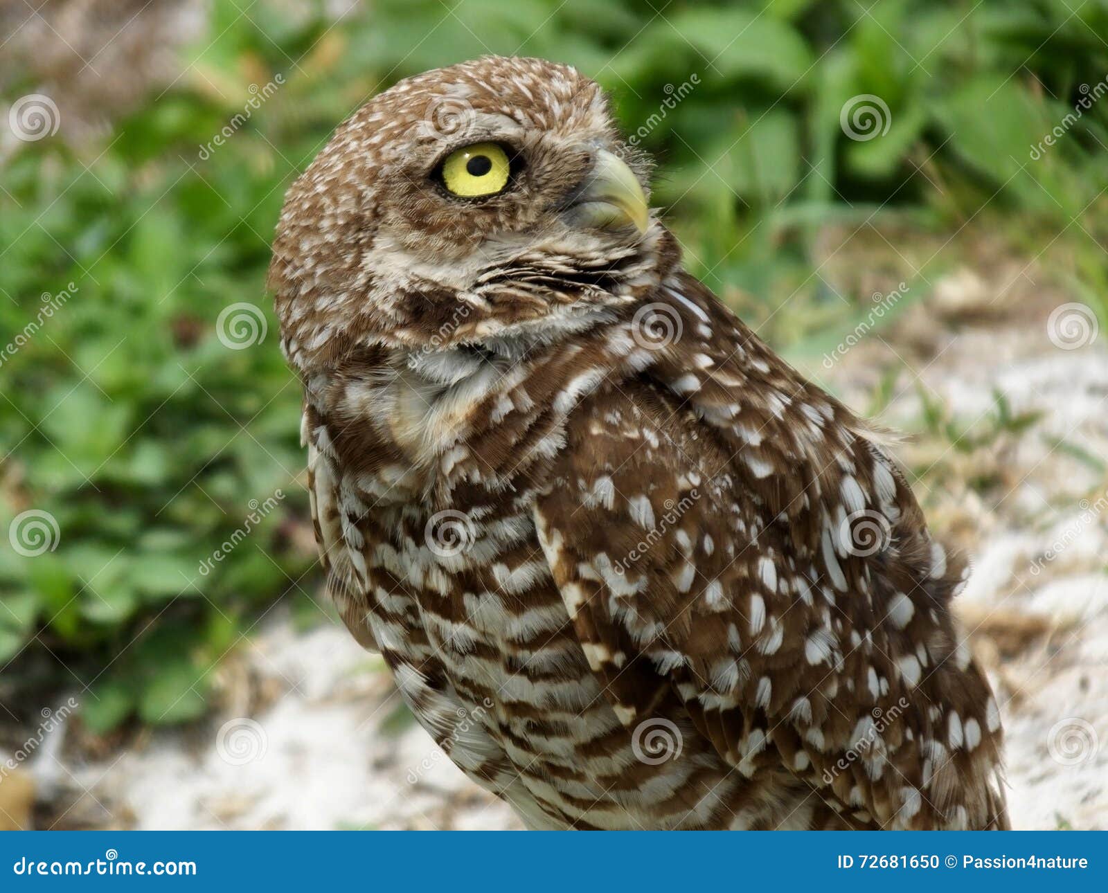 Burrowing Owl (Athene Cunicularia) Stock Photo - Image of multicolor ...
