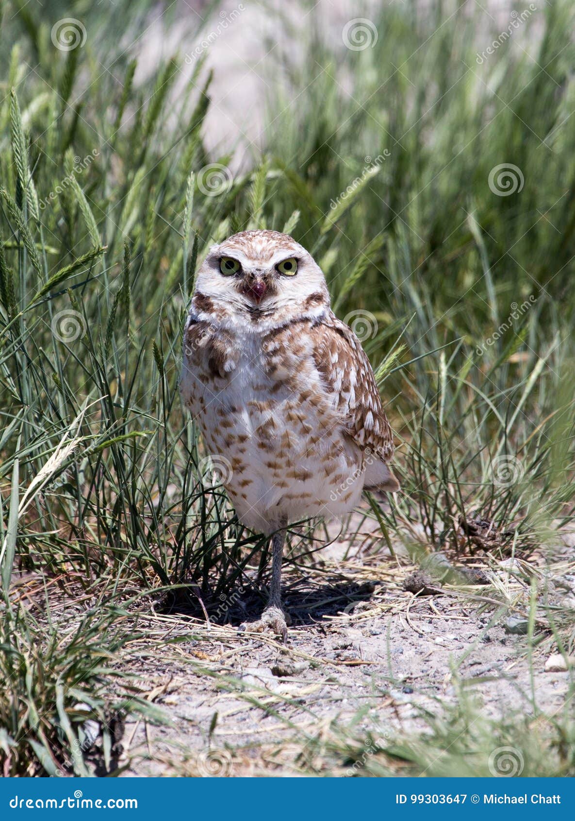 Burrowing Owl stock image. Image of ornithology, predator - 99303647