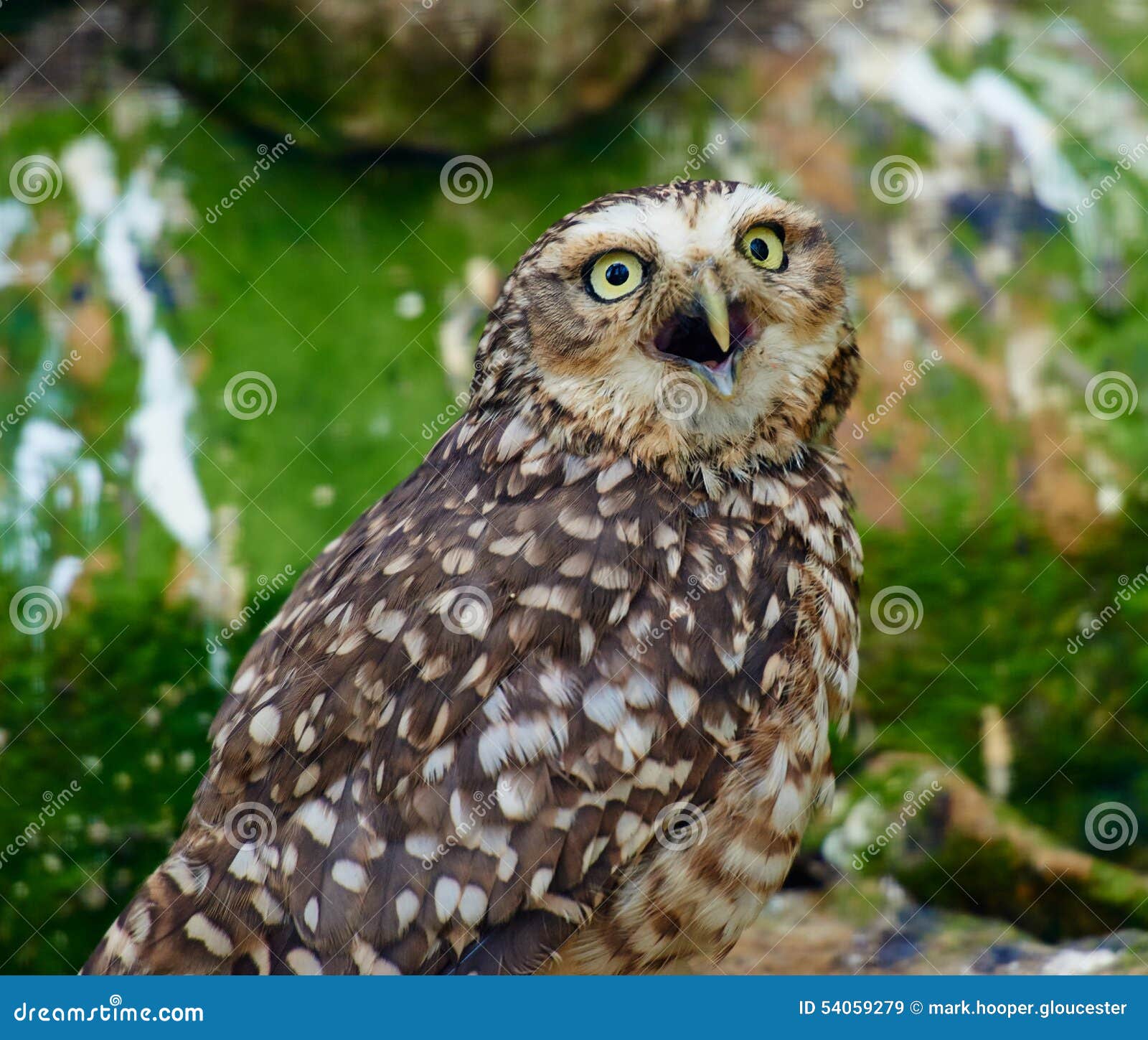 Burrowing Owl Calling stock image. Image of feather, calling - 54059279