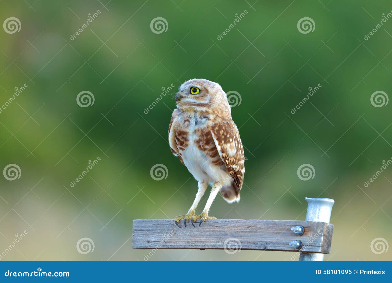 Burrowing Owl on Empty Sign - Large File - Green Background Stock Photo ...