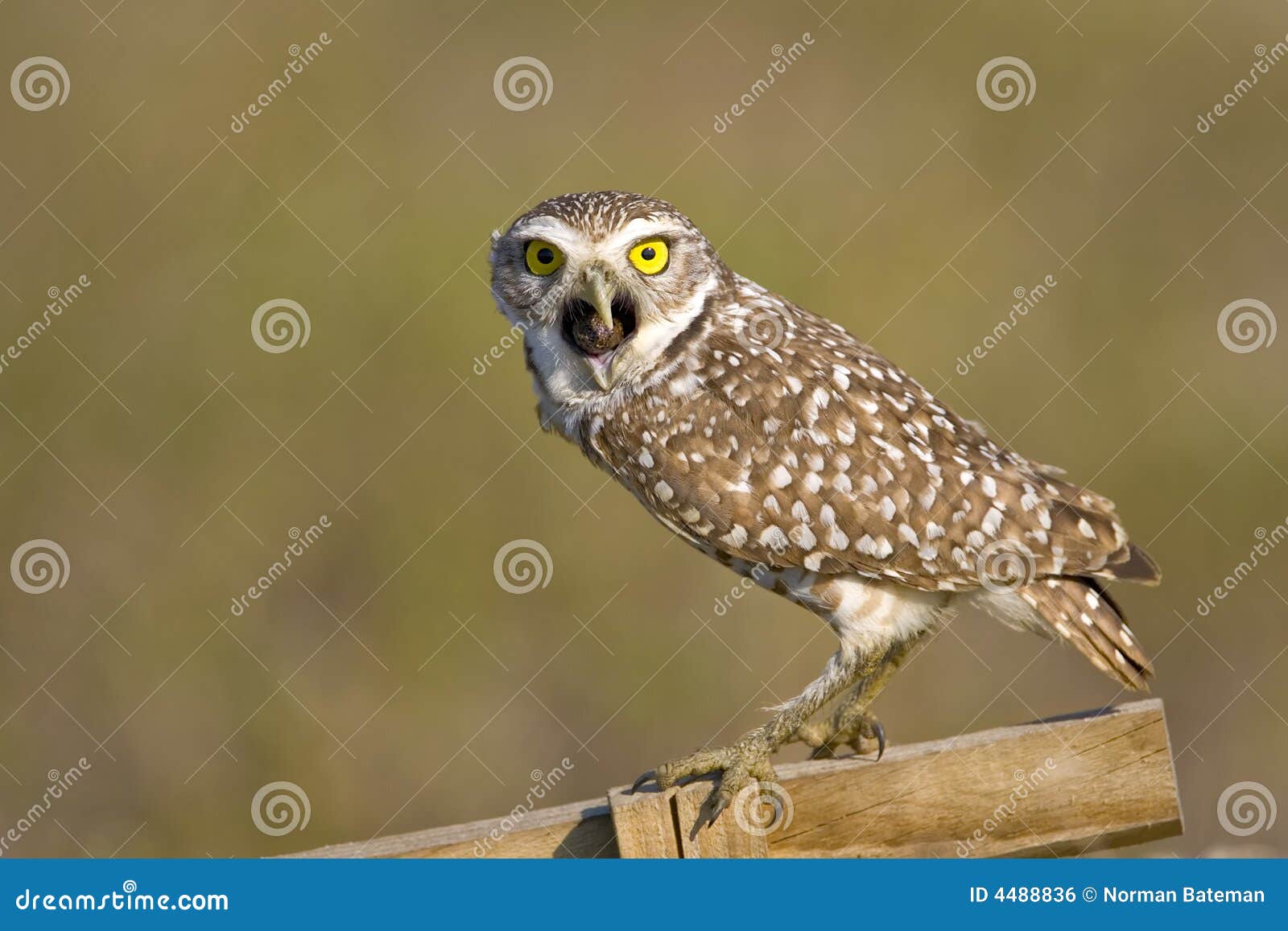 Burrowing Owl Expelling A Pellet Stock Photo - Image of eyes, cute: 4488836