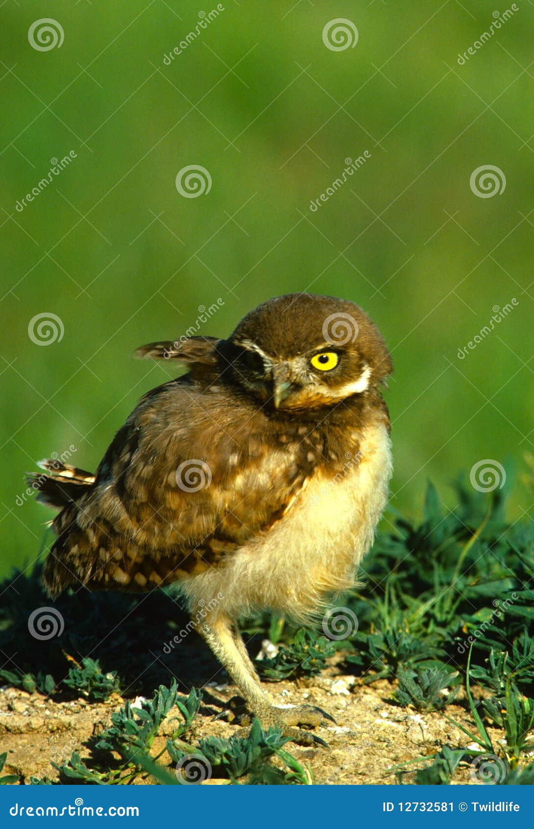 Burrowing Owl Fledgling stock image. Image of nature - 12732581