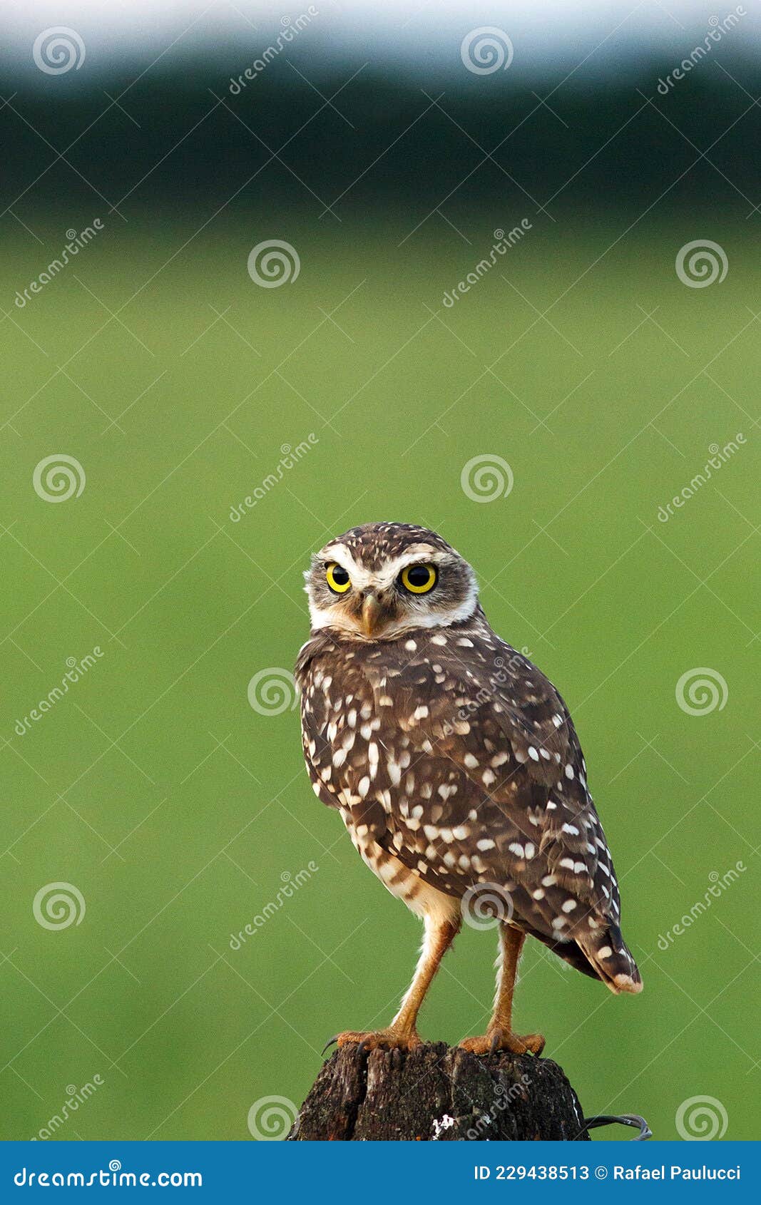 Burrowing owl looking back stock image. Image of beak - 229438513